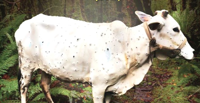 Mengenal Penyakit LSD Pada Hewan Ternak dan Cara Pencegahannya - inamedia
